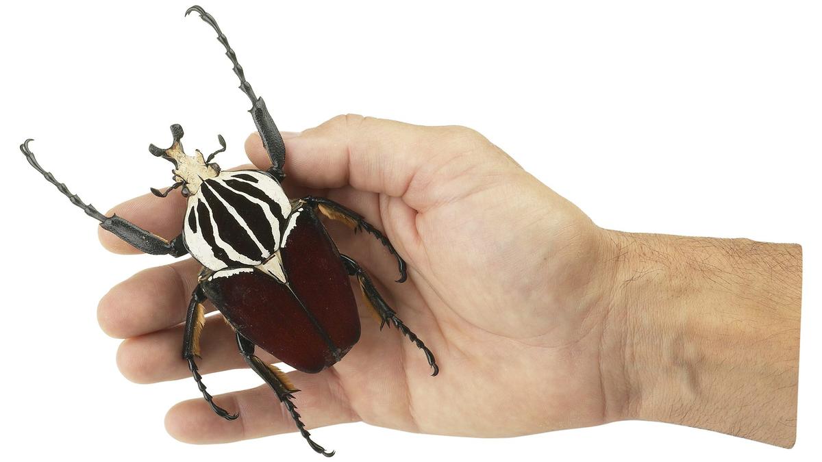 World’s largest insect, Africa’s giant Goliath beetle, faces extinction ...